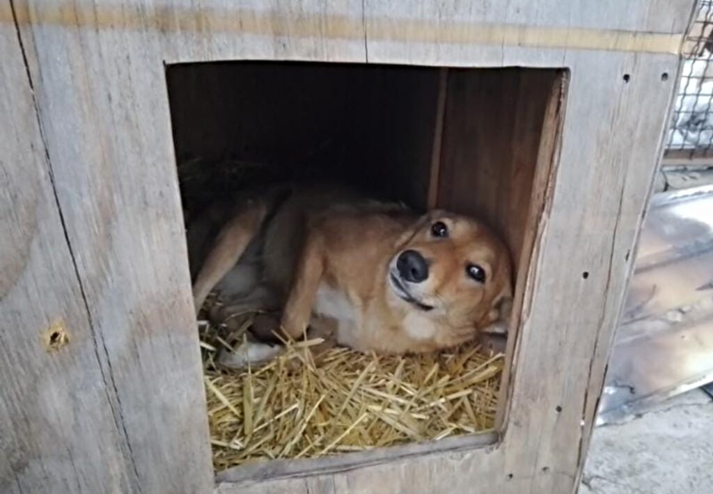 Ukraine - Wild at Heart Foundation