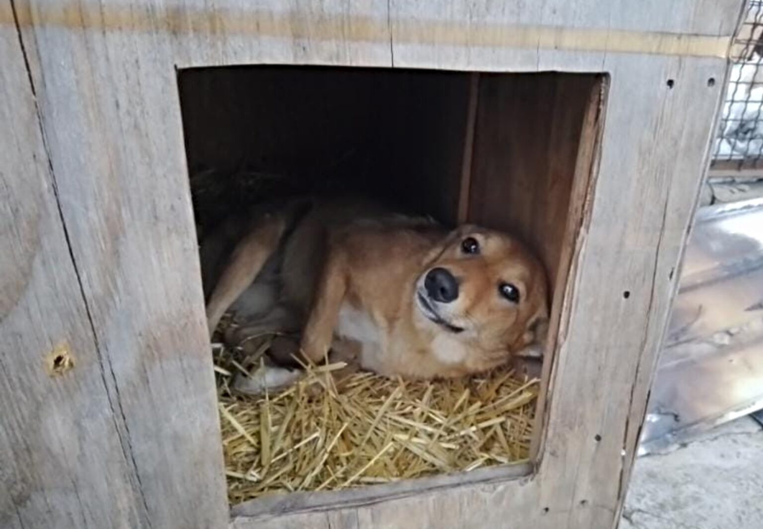 Ukraine - Wild at Heart Foundation