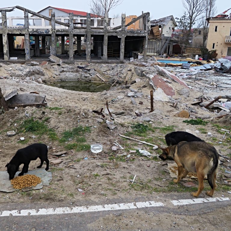 Ukraine - Wild at Heart Foundation