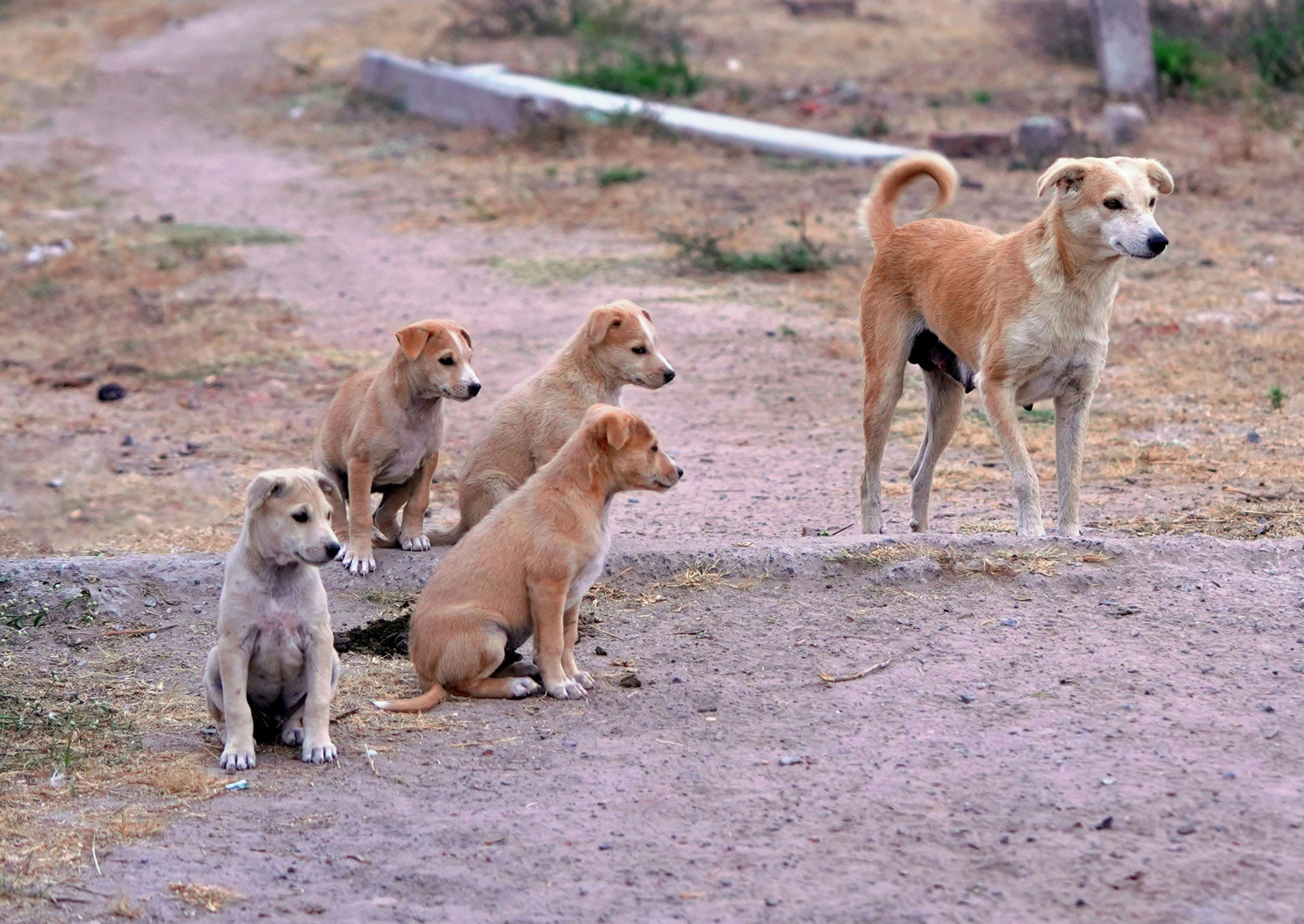 What is a Free-Roaming Dog? - Wild at Heart Foundation