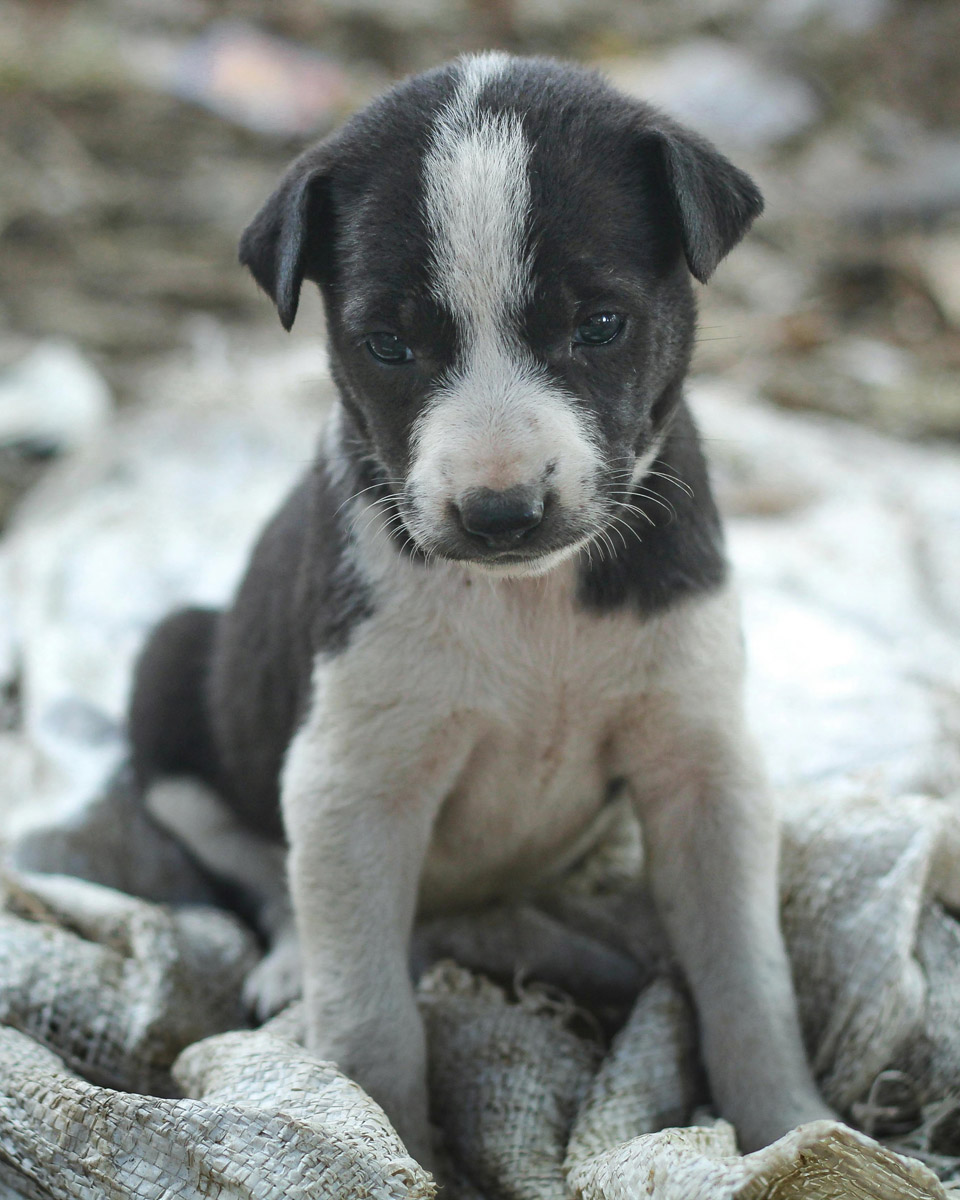 Payroll Giving - Wild at Heart Foundation