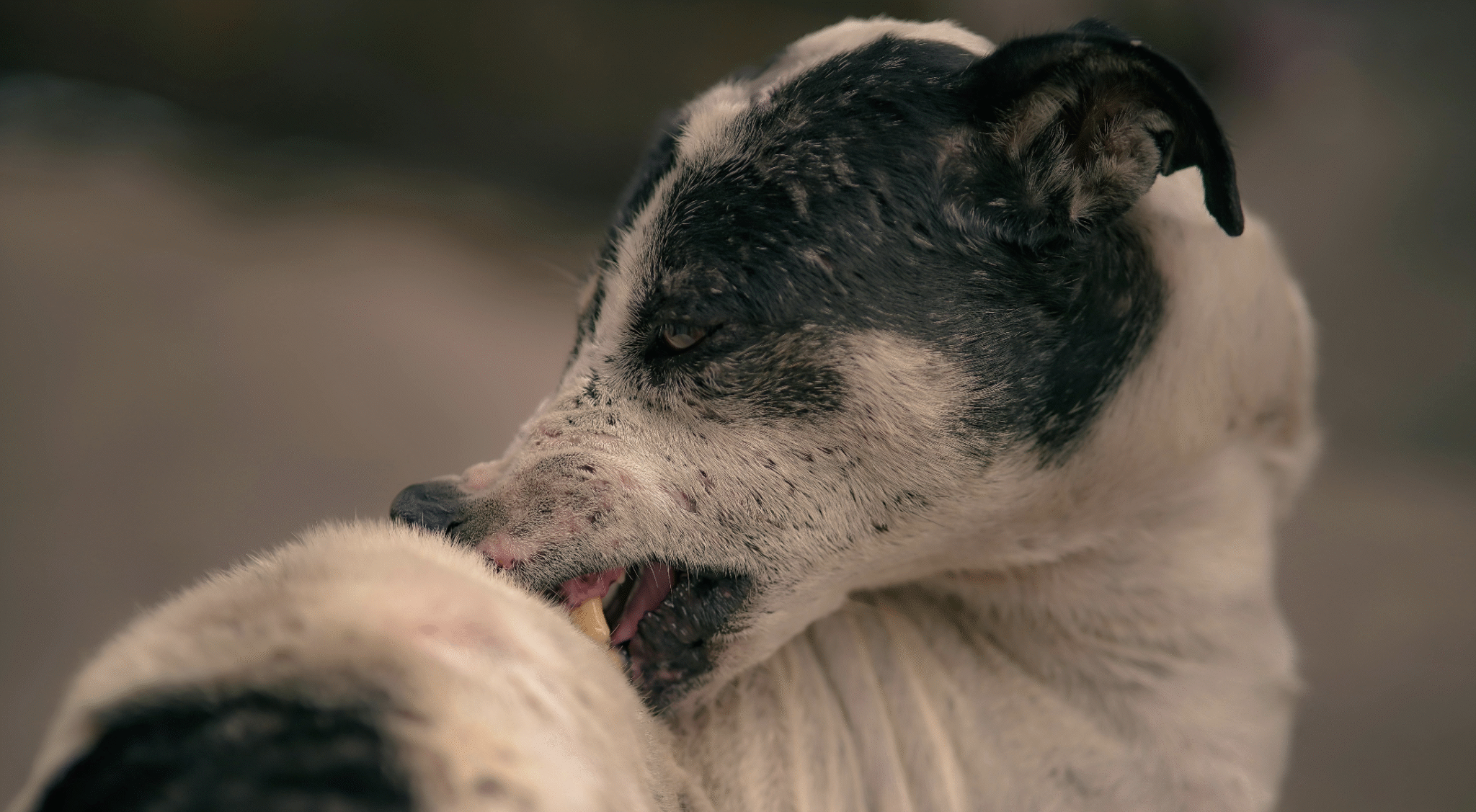 What is a Free-Roaming Dog? - Wild at Heart Foundation