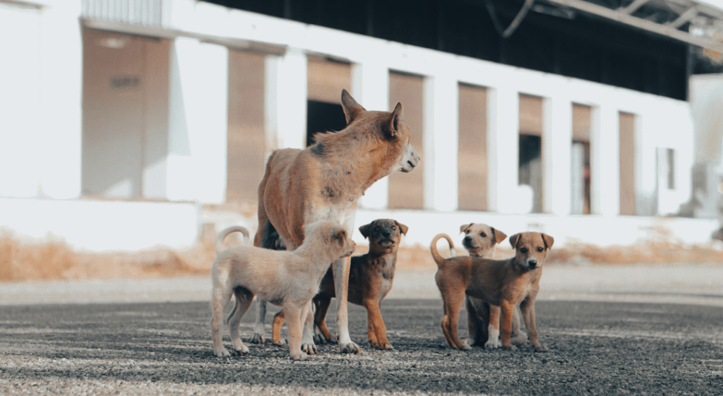 What is a Free-Roaming Dog? - Wild at Heart Foundation