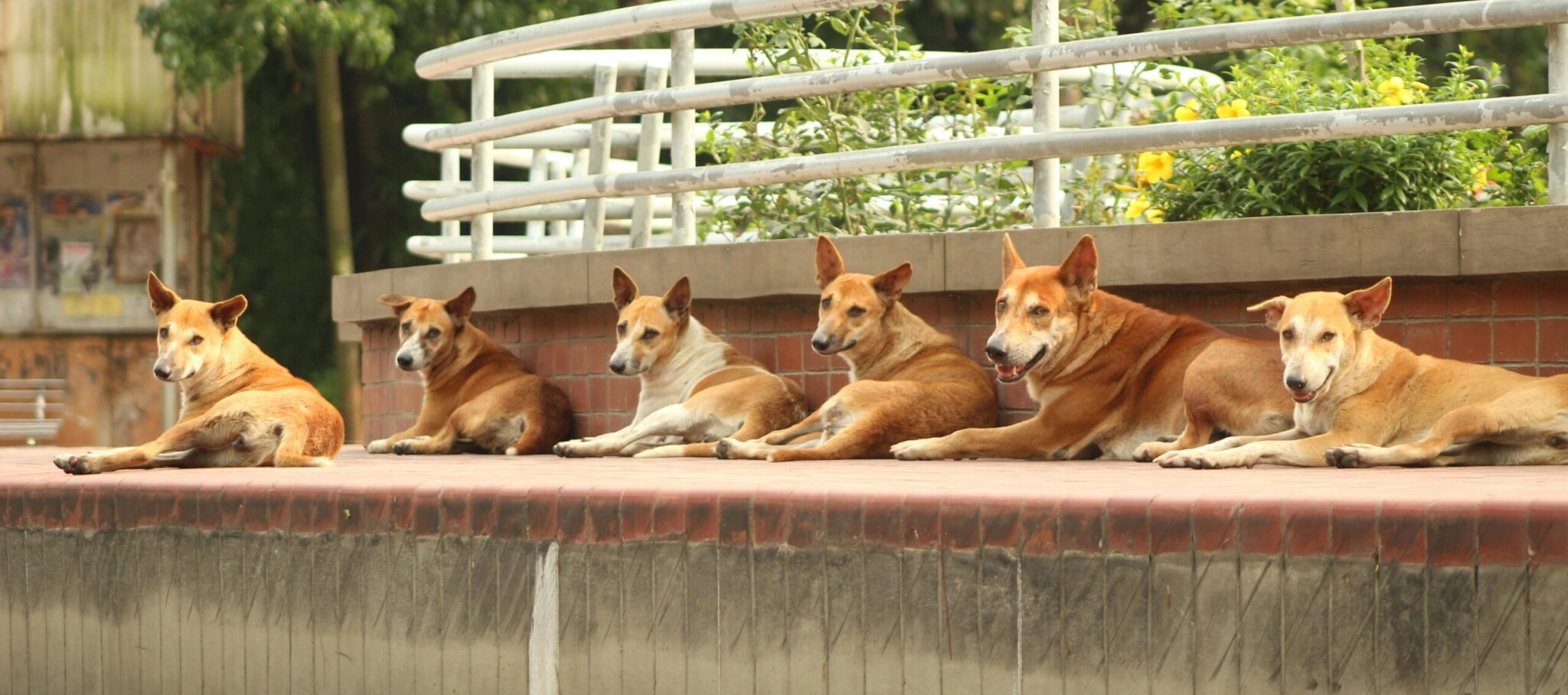 What is a Free-Roaming Dog? - Wild at Heart Foundation