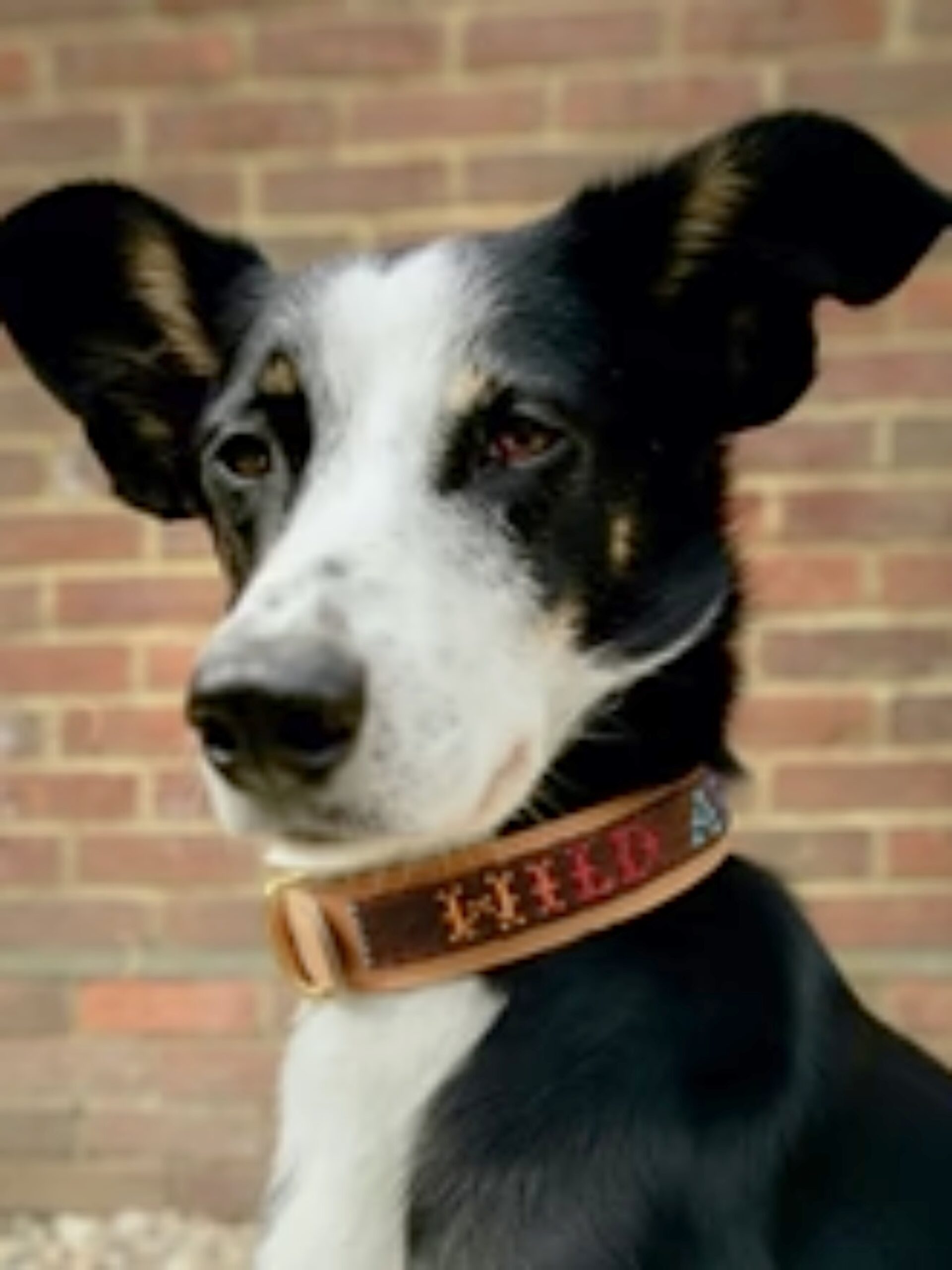 Wild at Heart Kenya - Wild at Heart Foundation